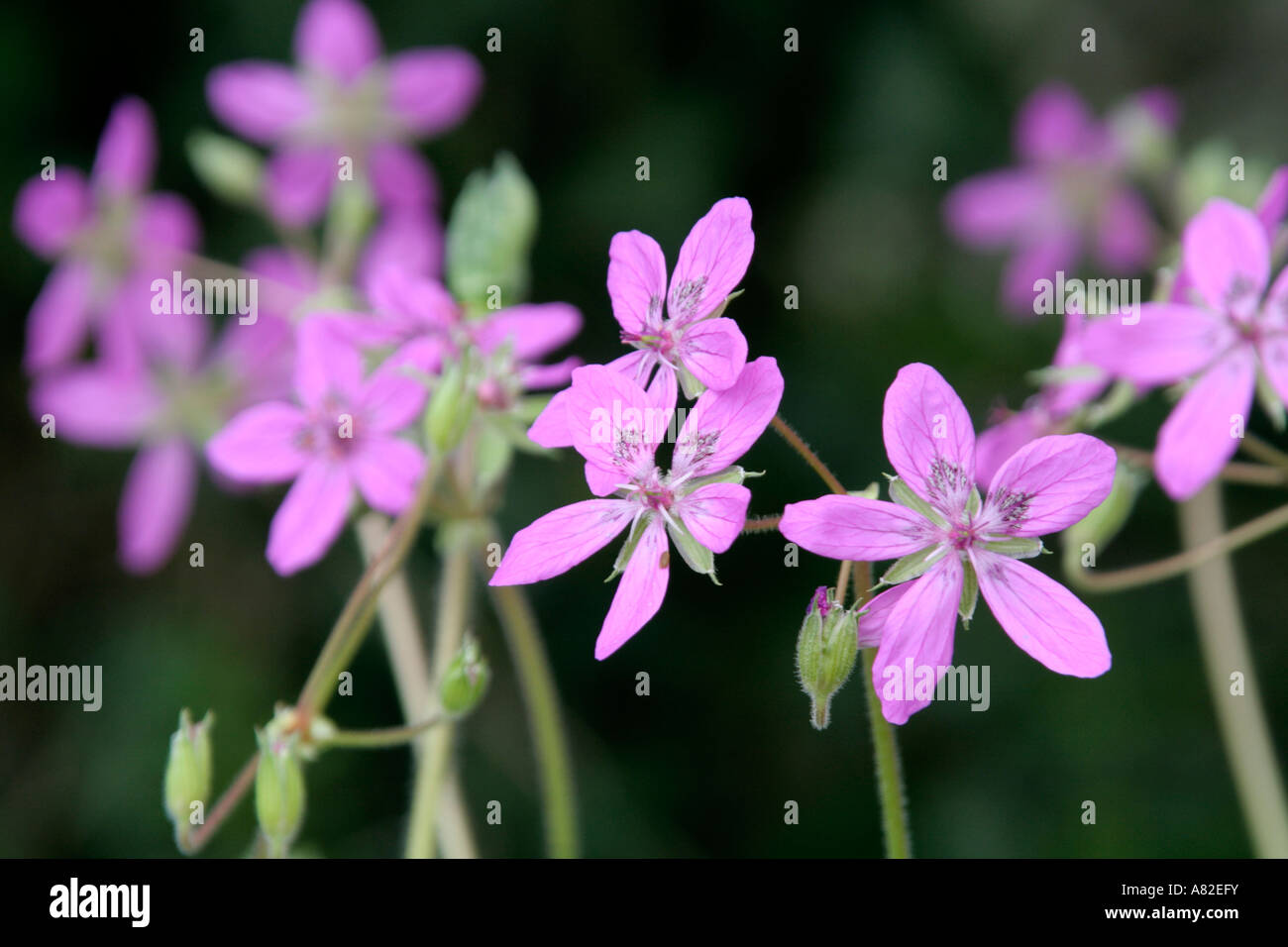 Erodium manescavii hi-res stock photography and images - Alamy