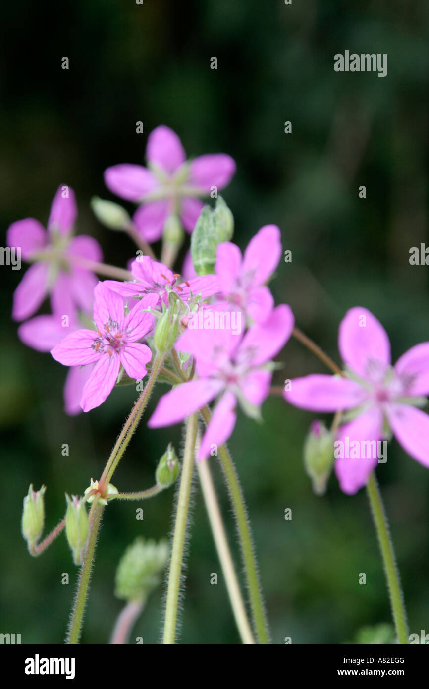 Erodium manescavii hi-res stock photography and images - Alamy