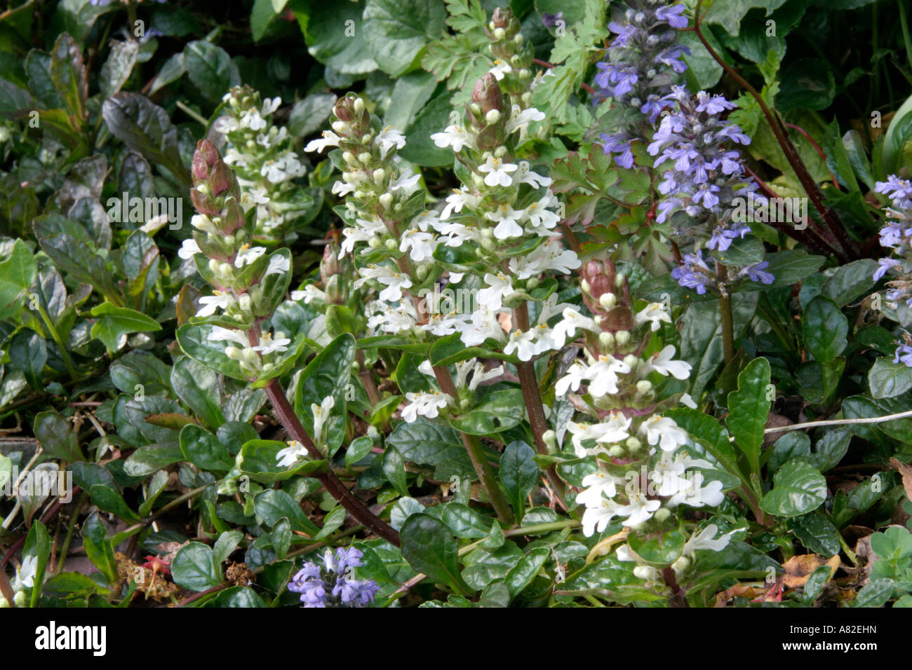 Ajuga reptans alba bugle is an effective ground covering native for ...
