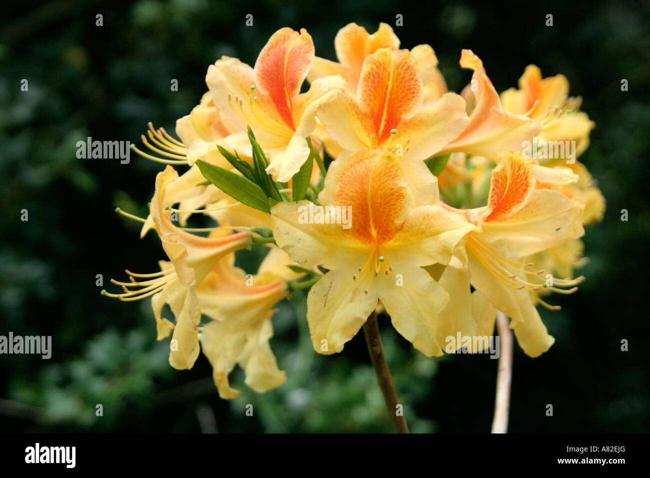 Rhododendron Golden Flare Stock Photo - Alamy