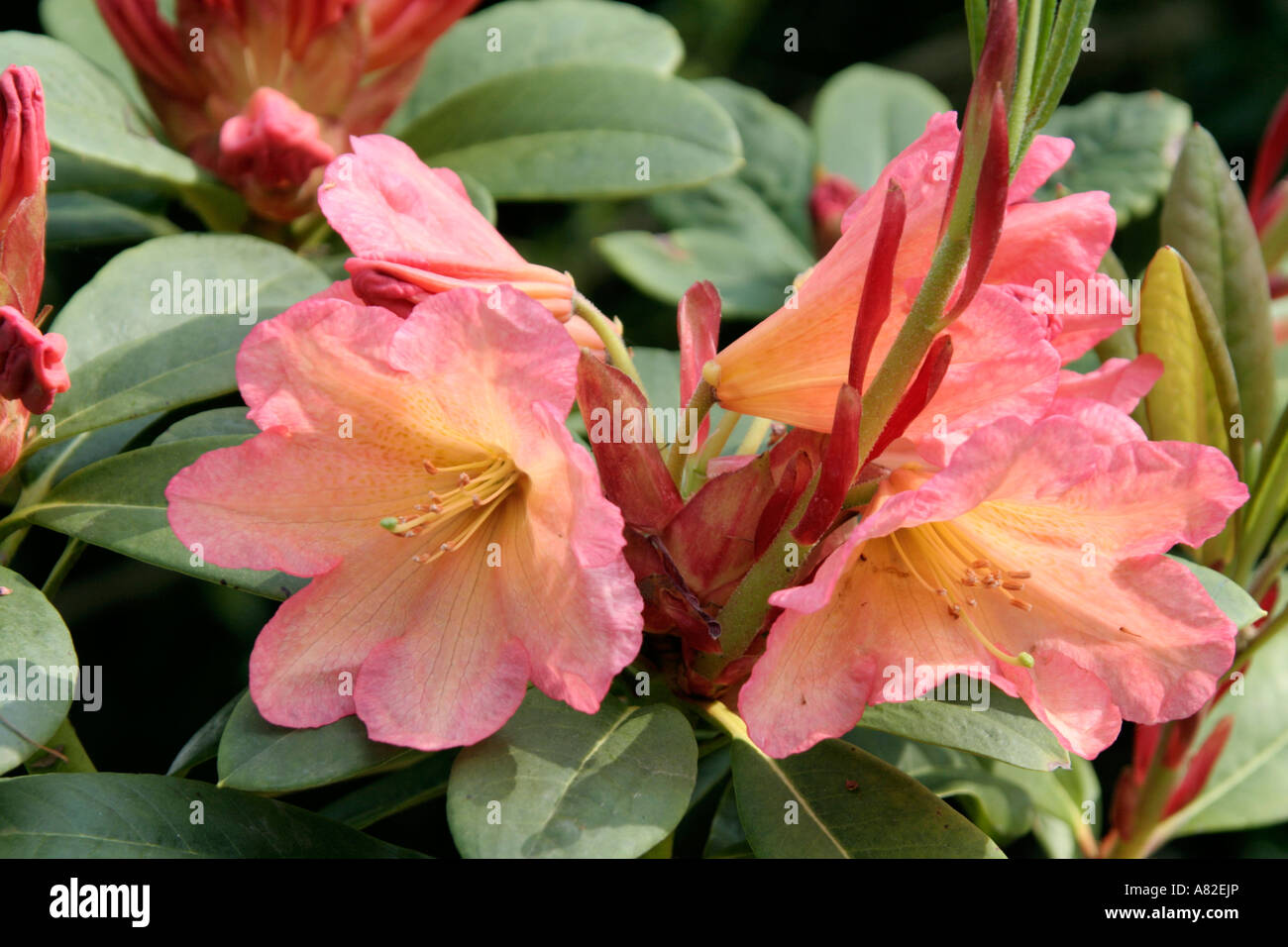 Rhododendron September Song Stock Photo - Alamy