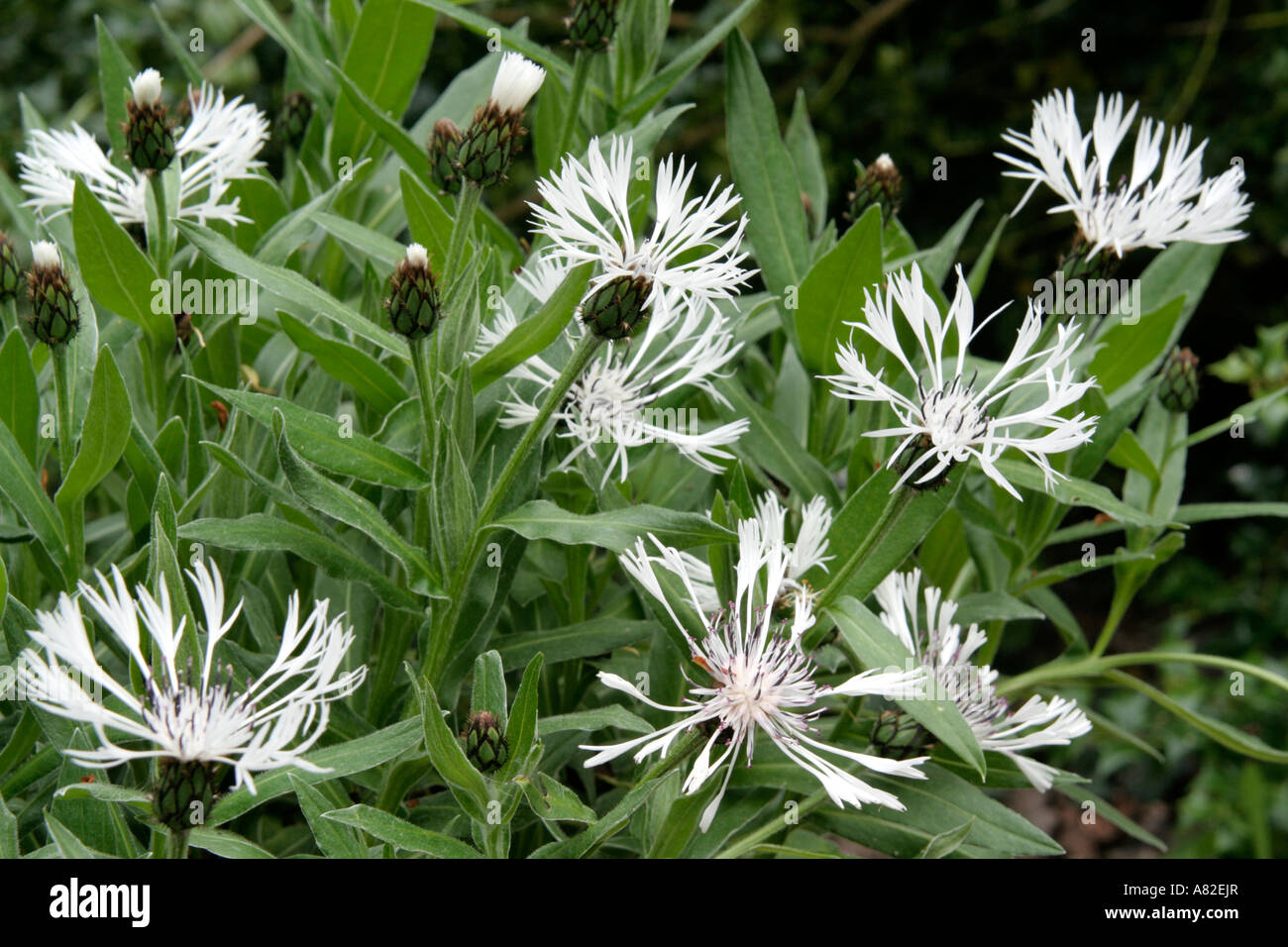 Lady flora hastings hi-res stock photography and images - Alamy