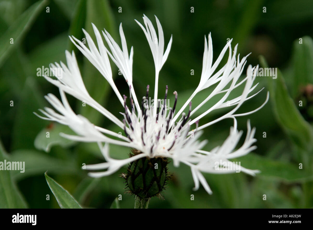 Centaurea montana Lady Flora Hastings Stock Photo - Alamy