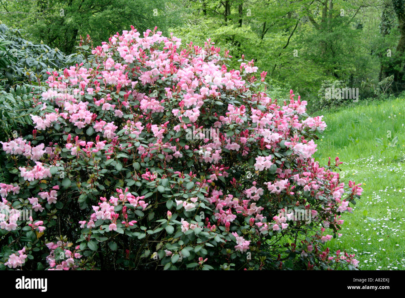 Bow Bells Rhododendron Shop | ids-deutschland.de