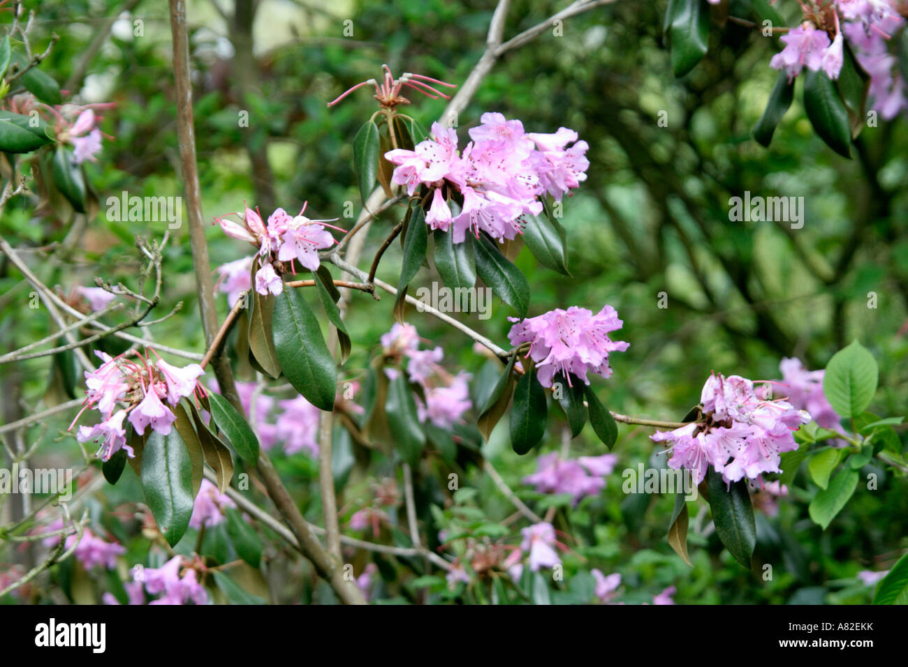 Rhododendron rubiginosum late April Stock Photo - Alamy