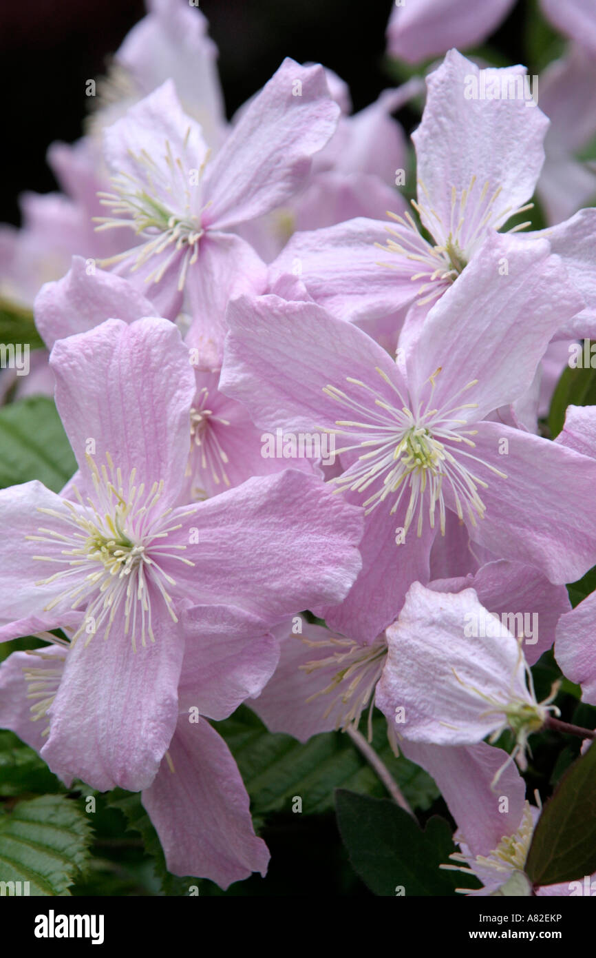 Clematis montana Elizabeth has a darker and finer quality leaf and a ...
