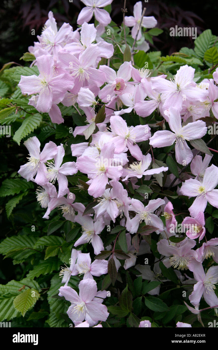 Clematis montana Elizabeth has a darker and finer quality leaf and a ...