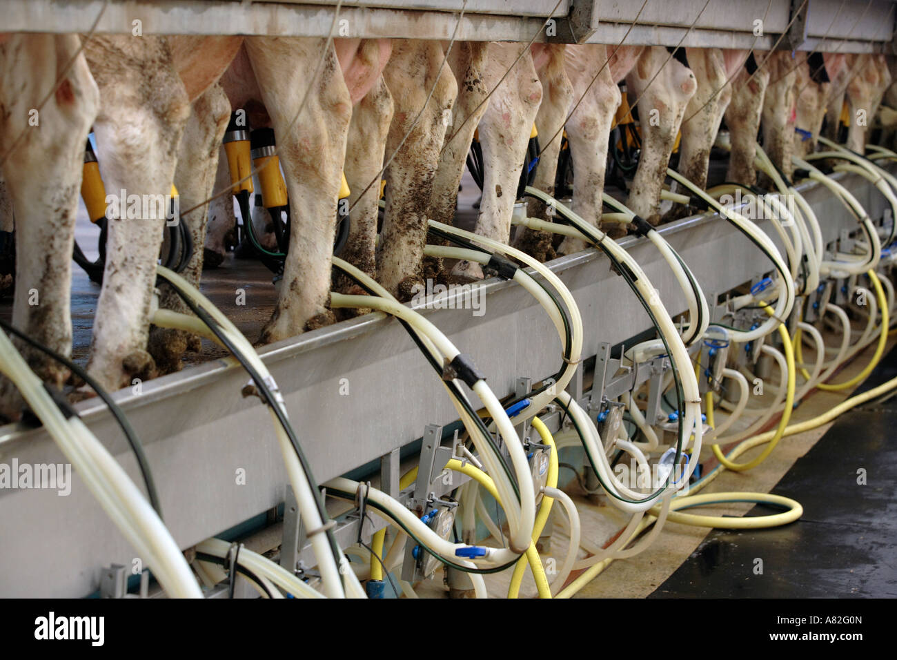Cows being milked hi-res stock photography and images - Alamy