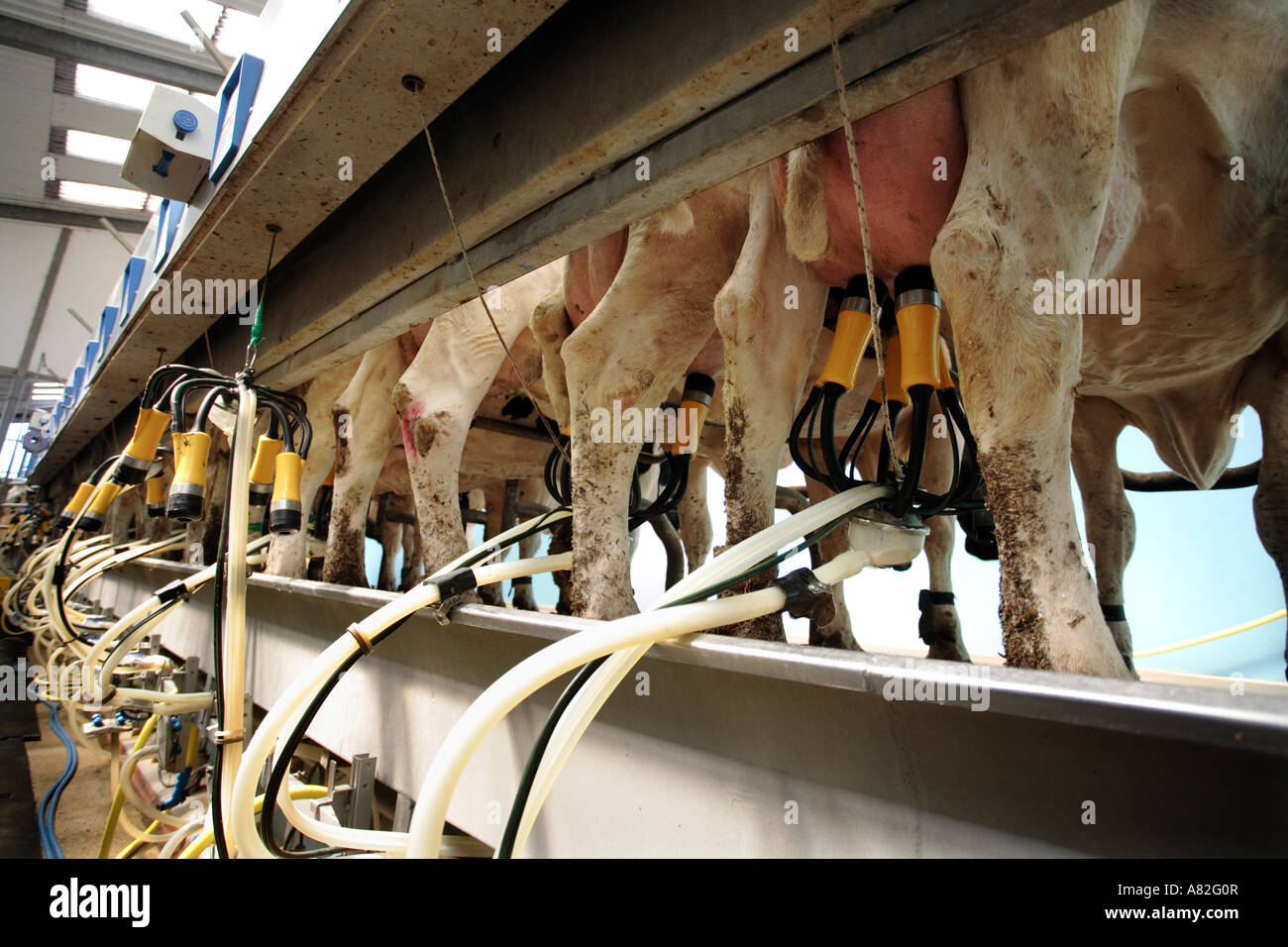 Milking Cows In England