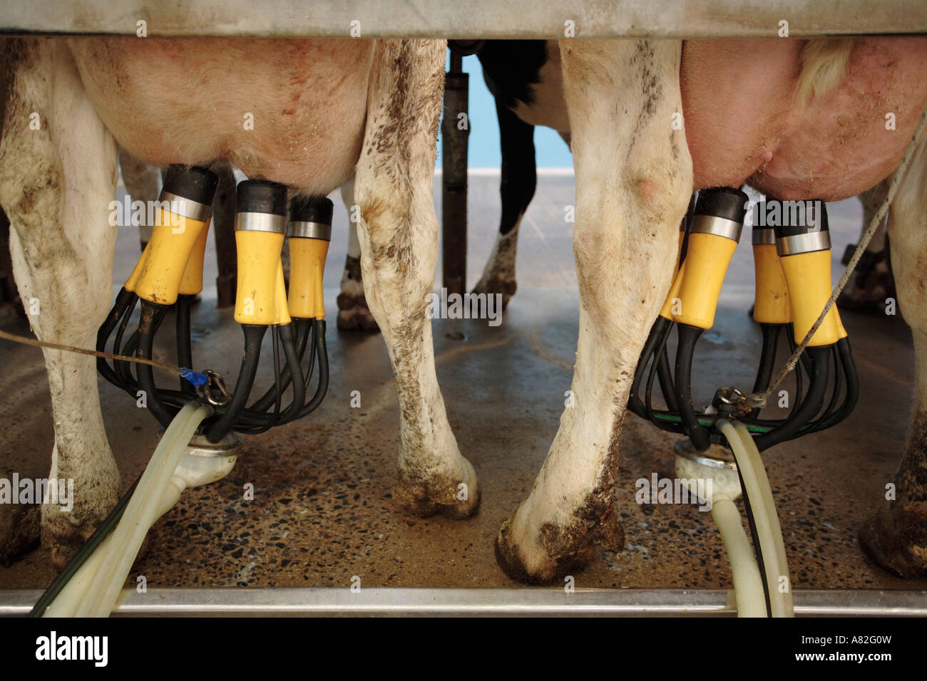 Milking process hi-res stock photography and images - Alamy