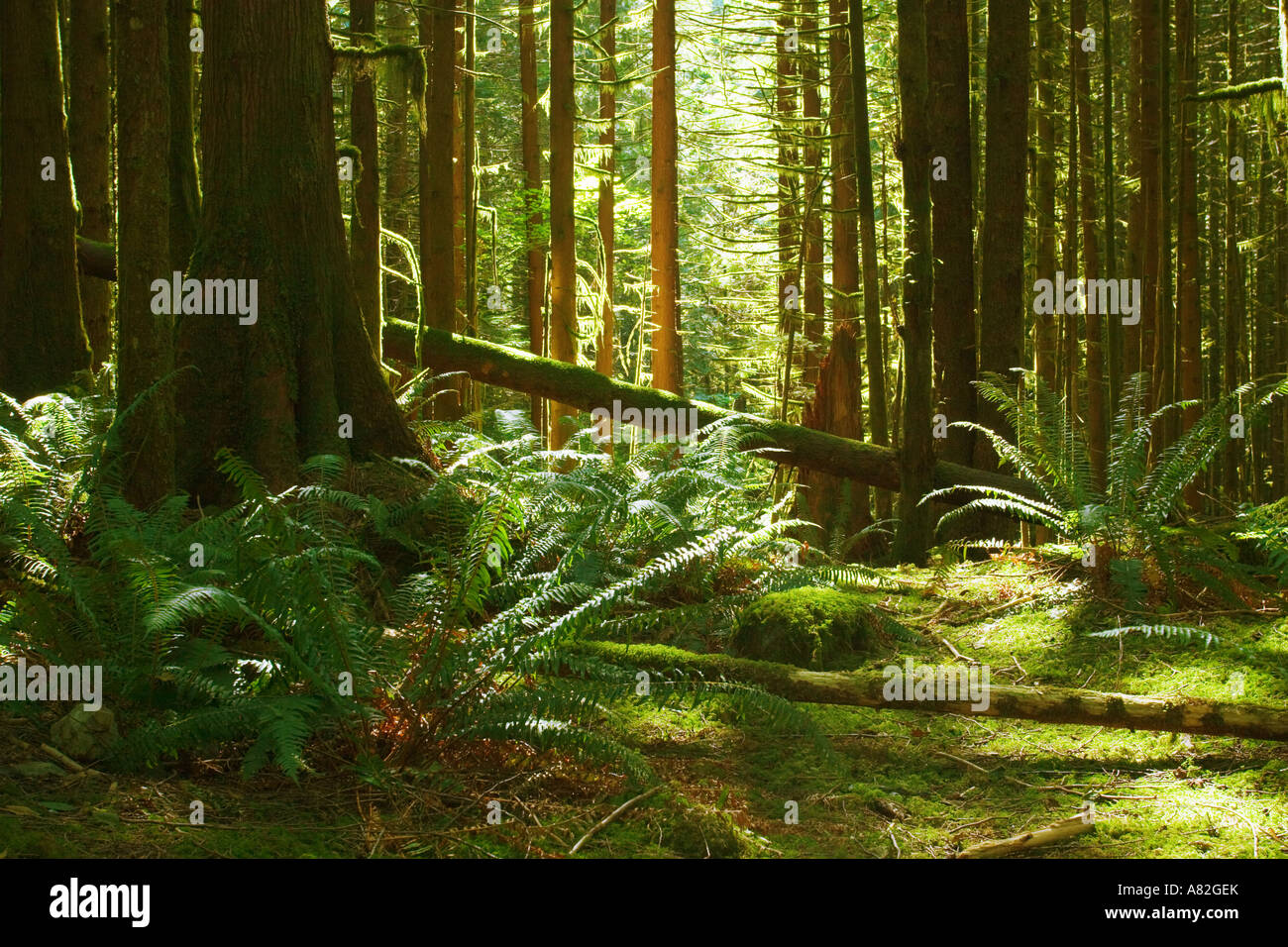 golden ears provincial park bc vancouver Stock Photo - Alamy