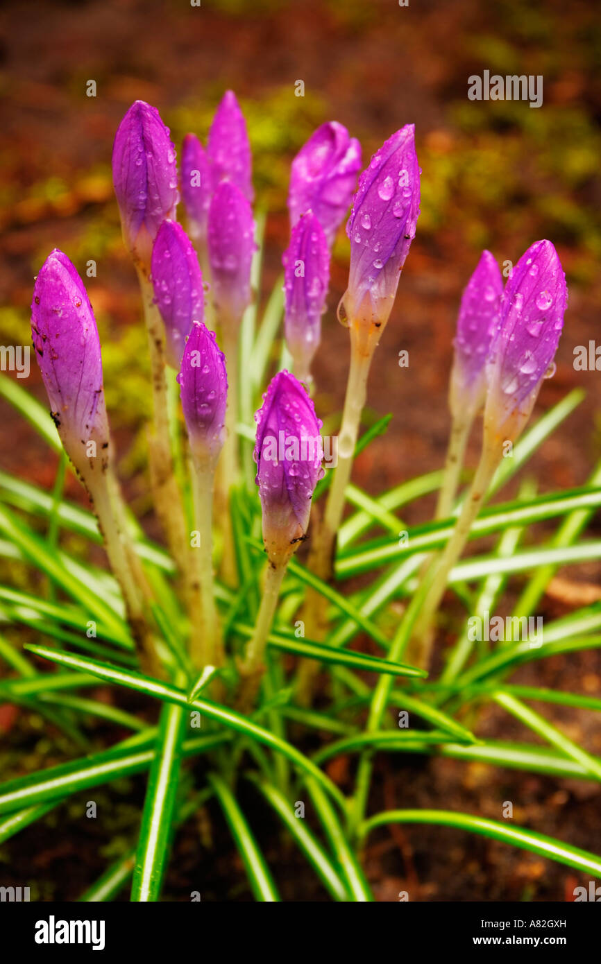 crocus flowering plants Stock Photo - Alamy