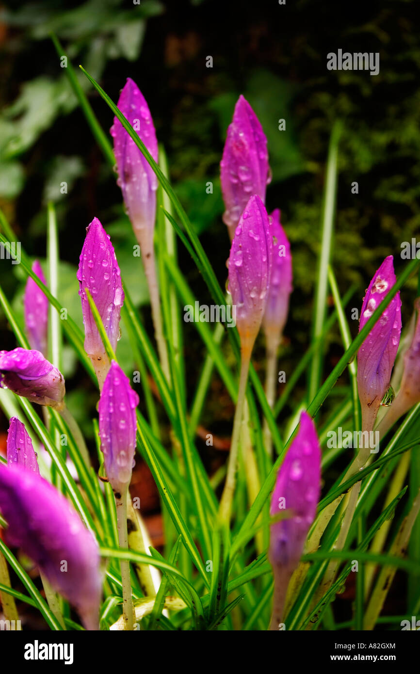 crocus flowering plants Stock Photo - Alamy