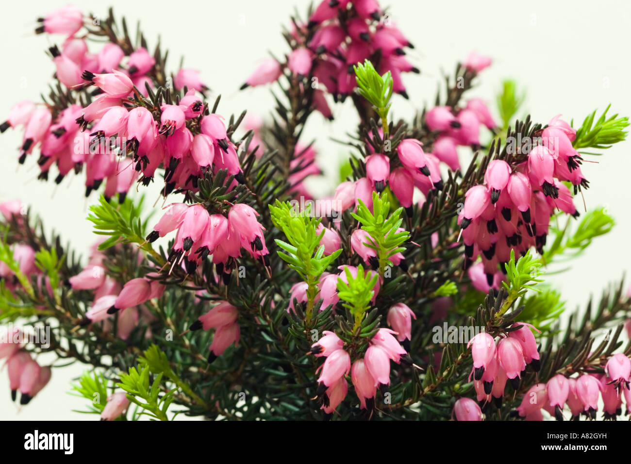 erica carnea flowers Stock Photo - Alamy
