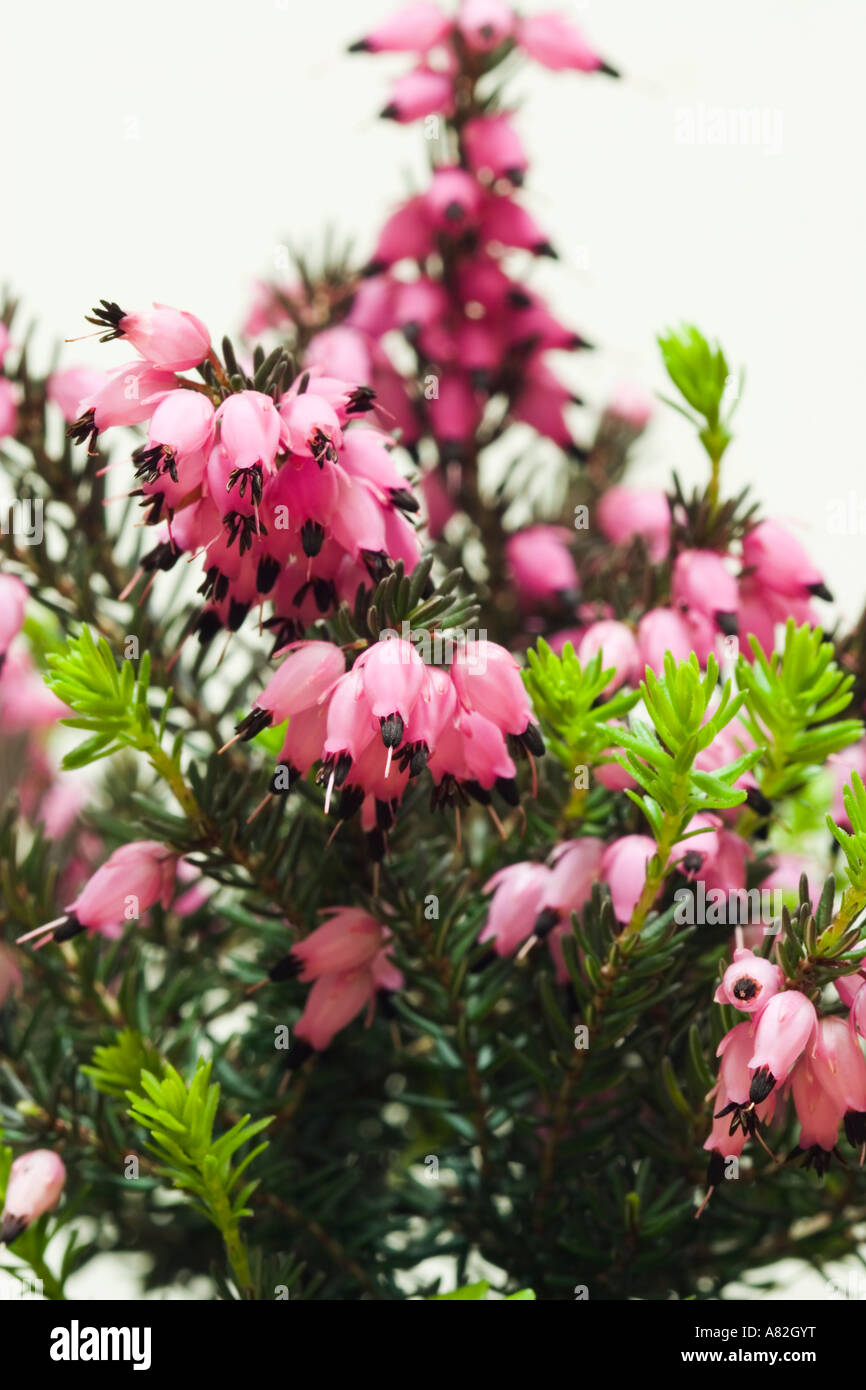 erica carnea flowers Stock Photo - Alamy