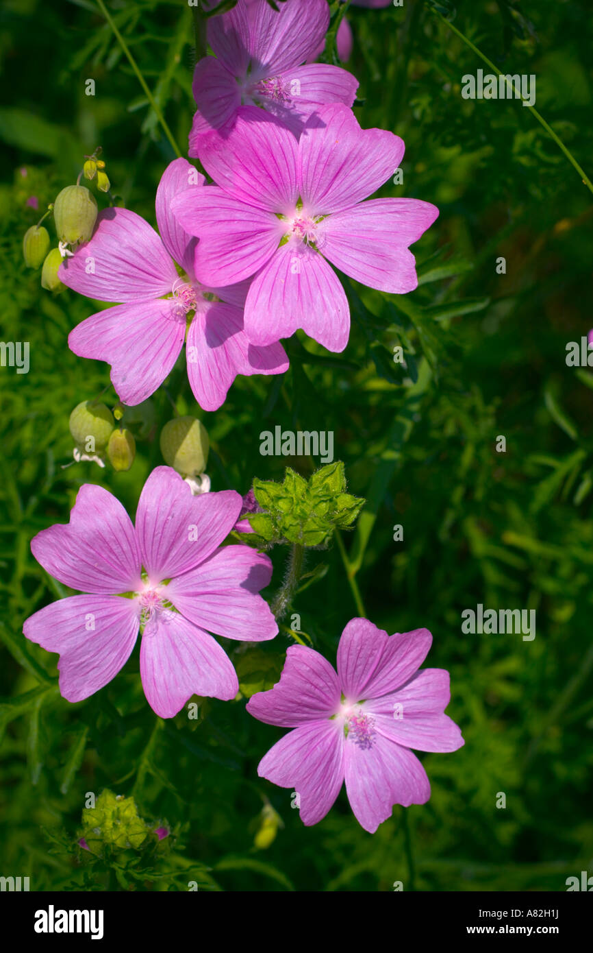 wildflowers from quebec Stock Photo - Alamy
