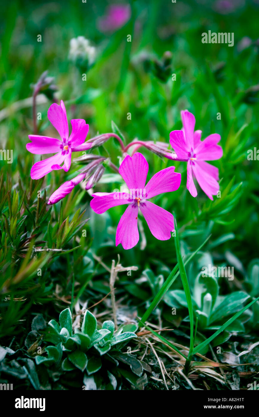 wildflowers from quebec Stock Photo - Alamy