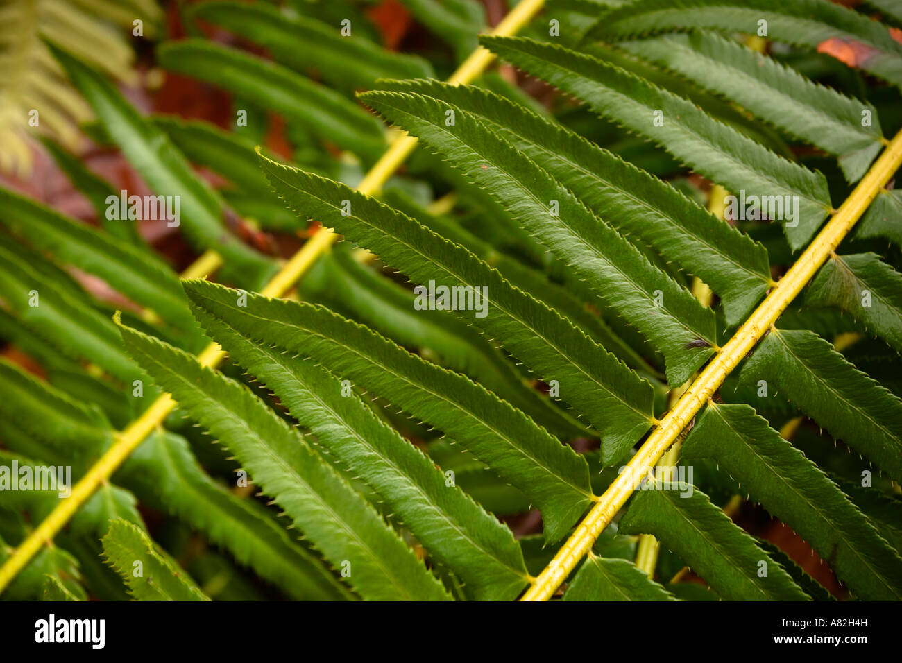 fern leaves and stems Stock Photo - Alamy