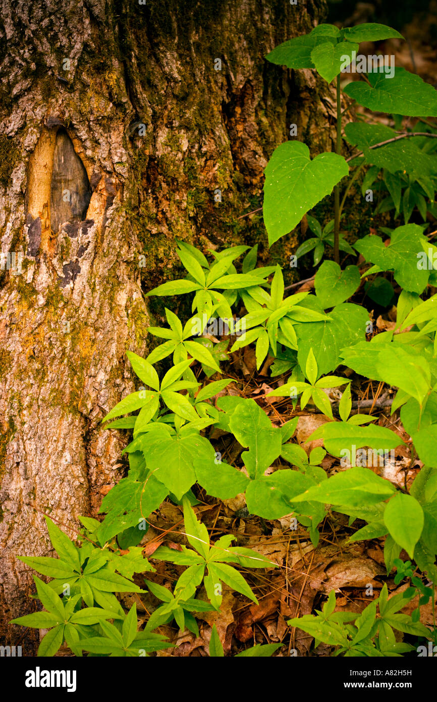 seedlings and wild plants Stock Photo - Alamy