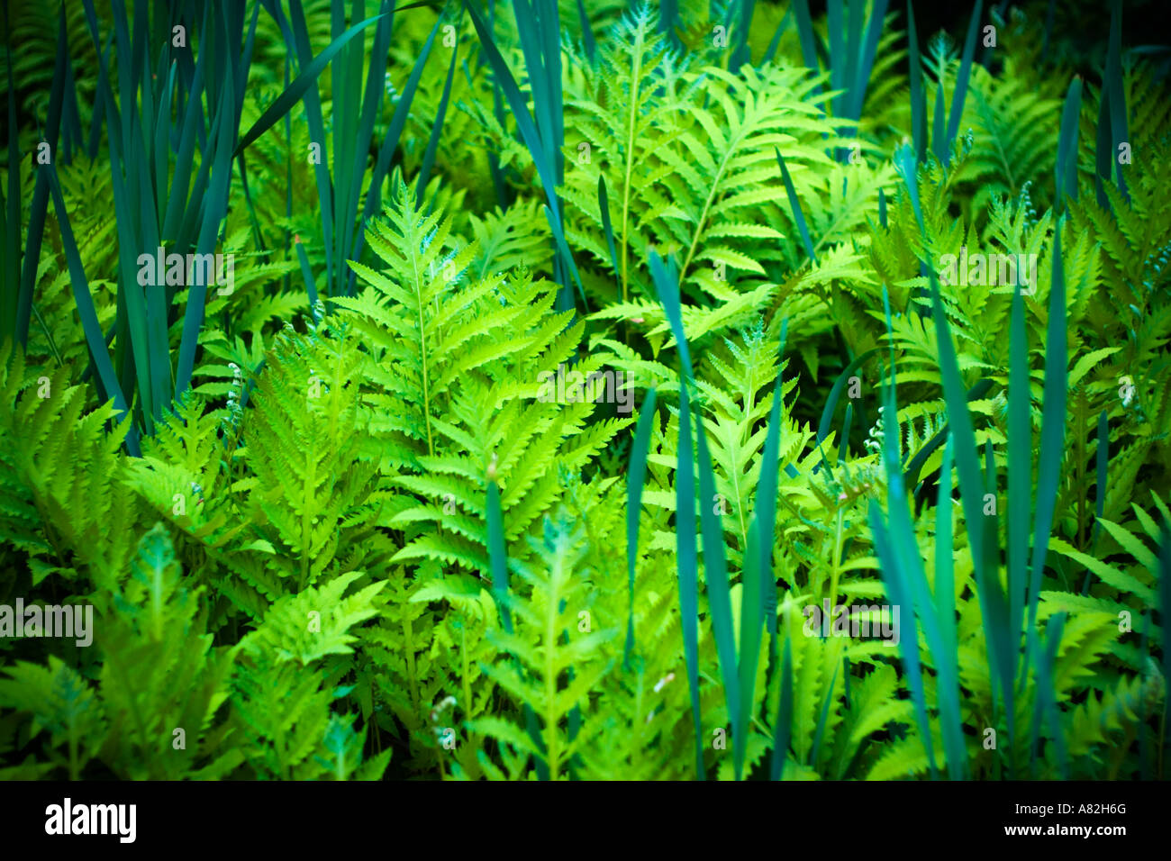 ferns and other wild plants Stock Photo - Alamy