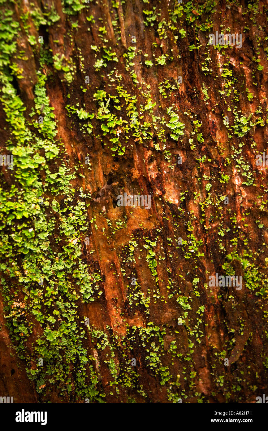 closeup on tree bark covered with moss Stock Photo - Alamy