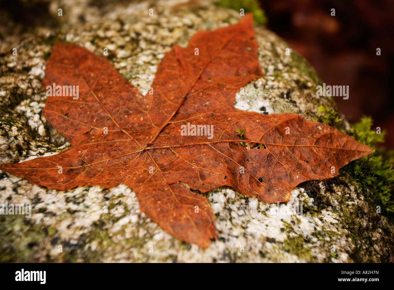 wet maple leaf on a rock Stock Photo - Alamy
