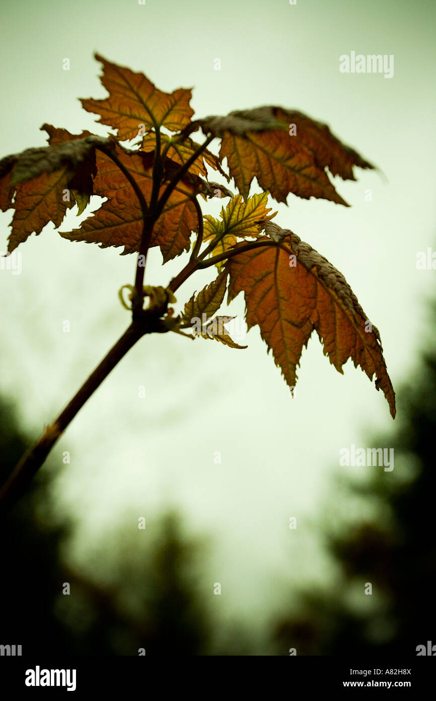 foliage of a young maple tree Stock Photo - Alamy