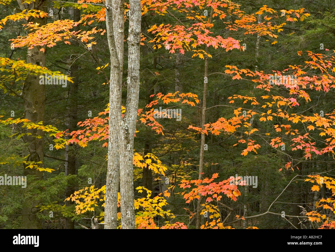 Maple trees, New York State, USA Stock Photo - Alamy