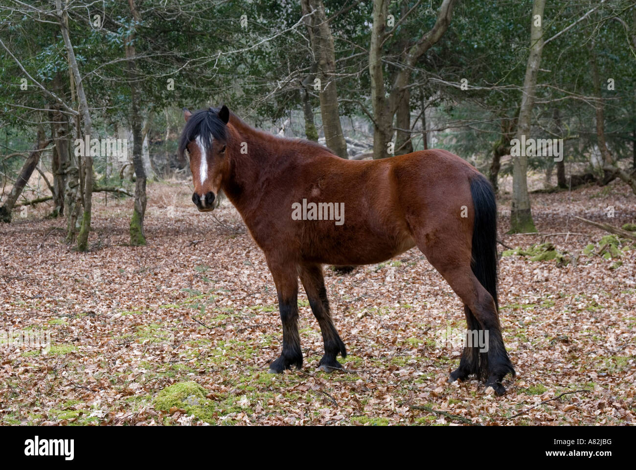 New Forest Pony, New Forest Stock Photo - Alamy