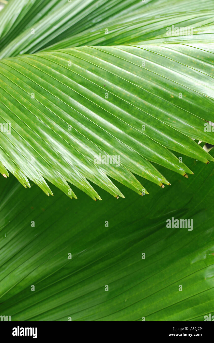 Palm leaves, Licuala grandis Stock Photo - Alamy