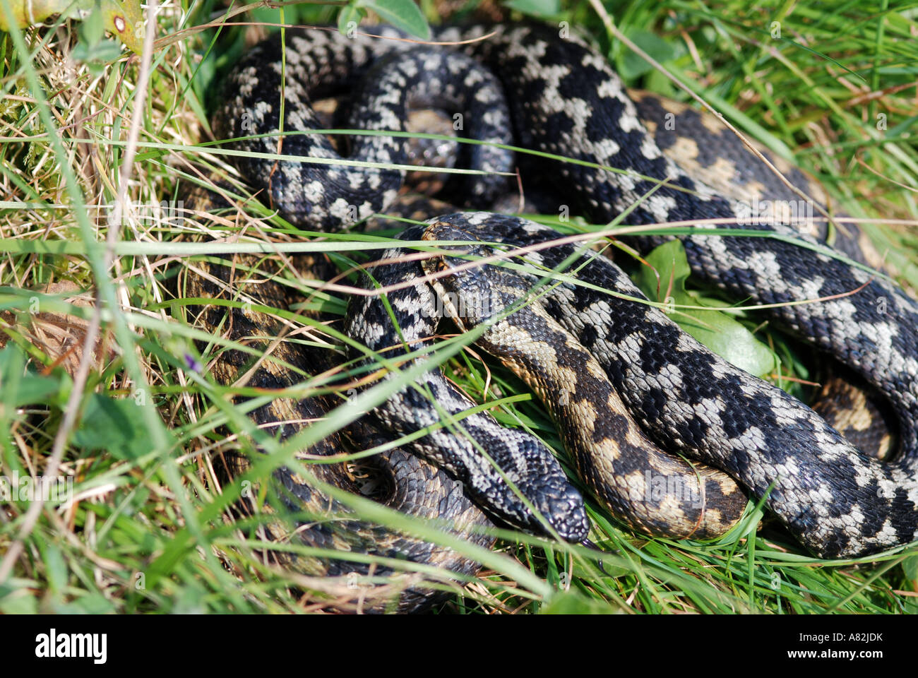 Adder or Common Viper, Vipera berus, pair New Forest, UK Stock Photo ...