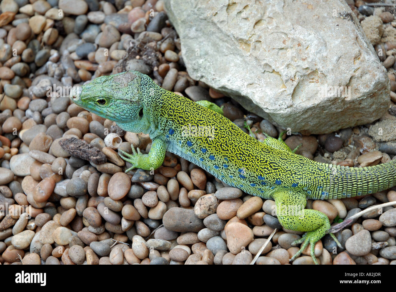 Larcerta lepida, Ocellated lizard, Eyed lizard, Male, Spain Stock Photo ...