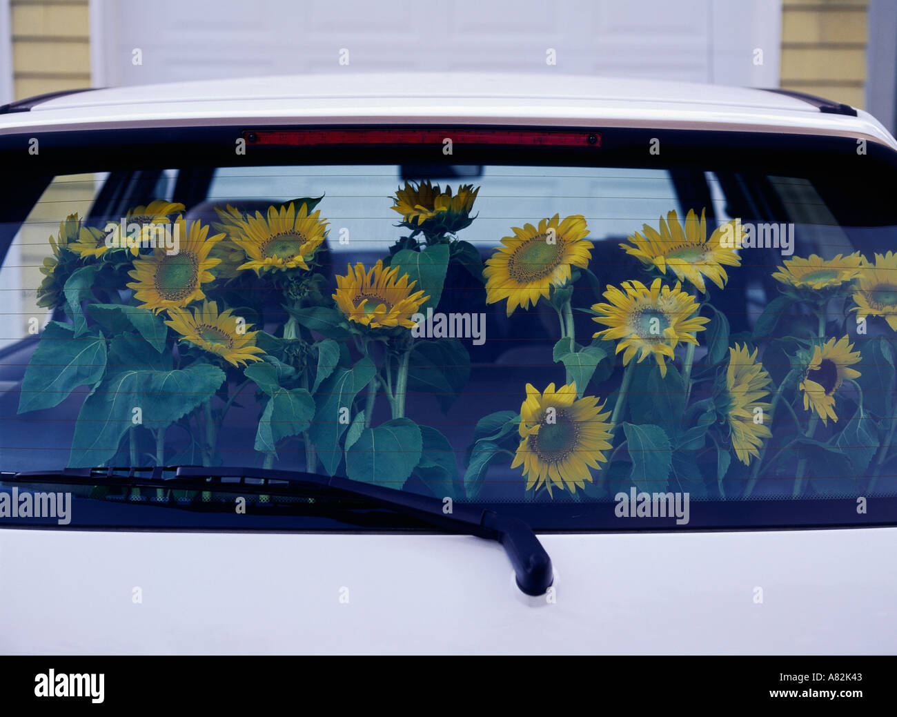 Arrangement of sunflowers displayed in back window of the car ...