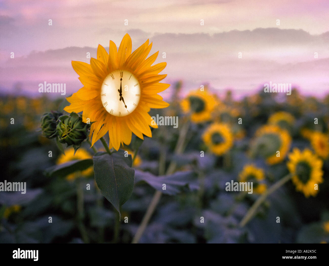 Summer time sunflower hi-res stock photography and images - Alamy