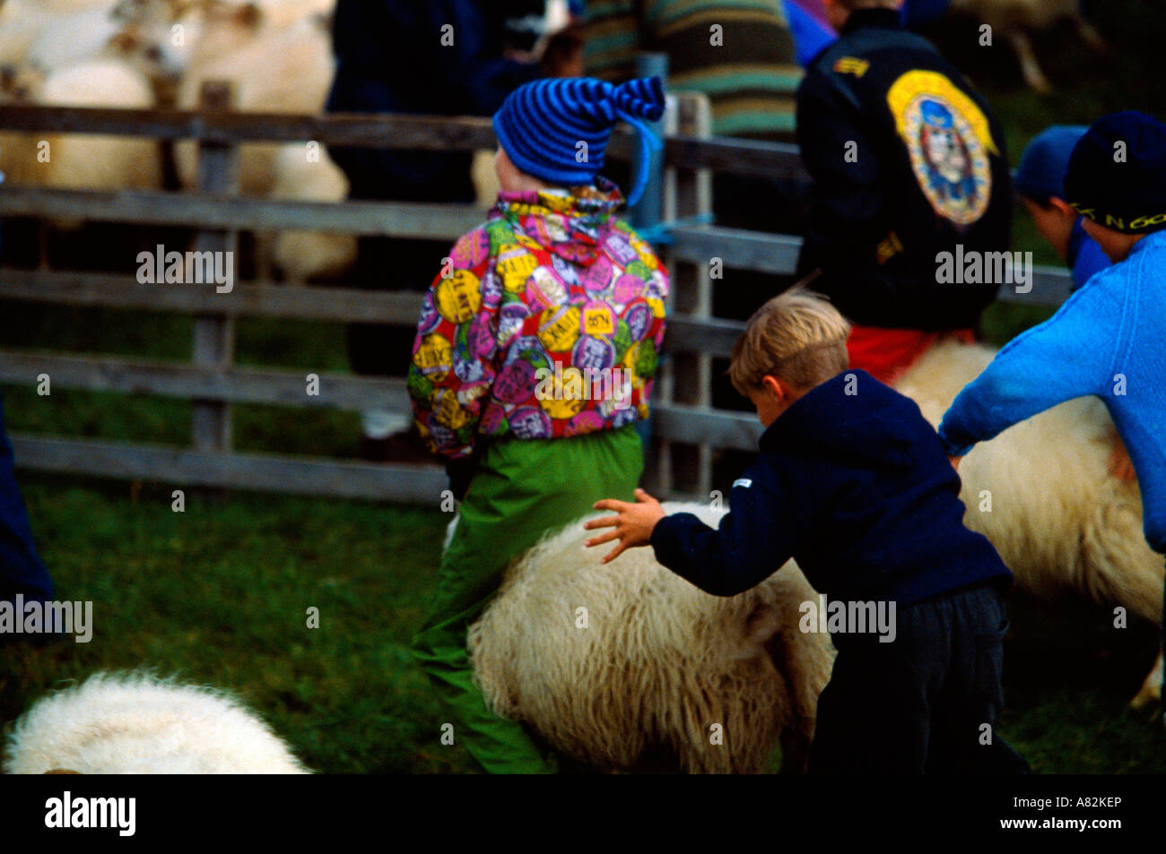 Collecting sheeps hi-res stock photography and images - Alamy