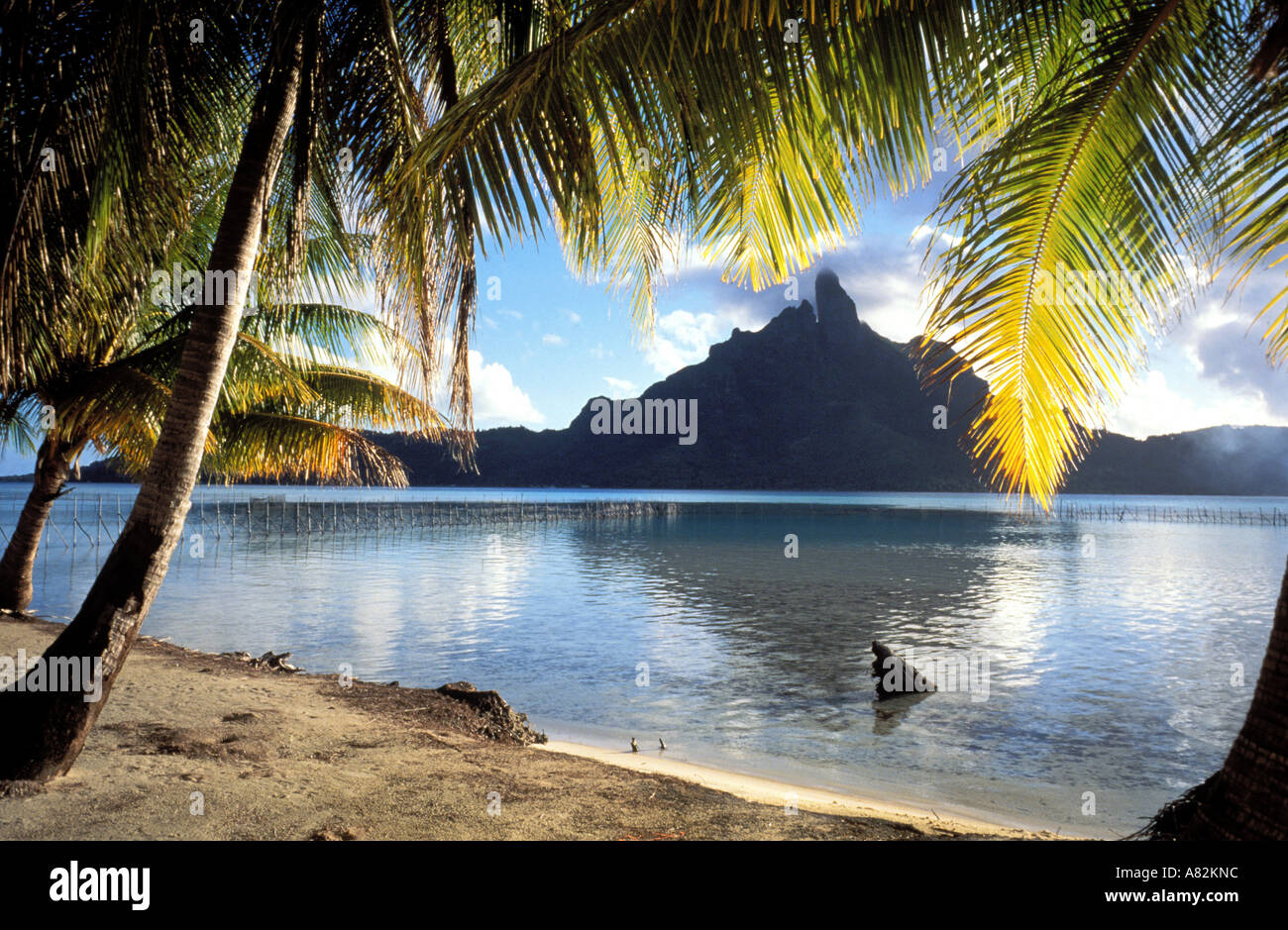 France, French Polynesia, Moorea island, view of Opunohu bay Stock ...