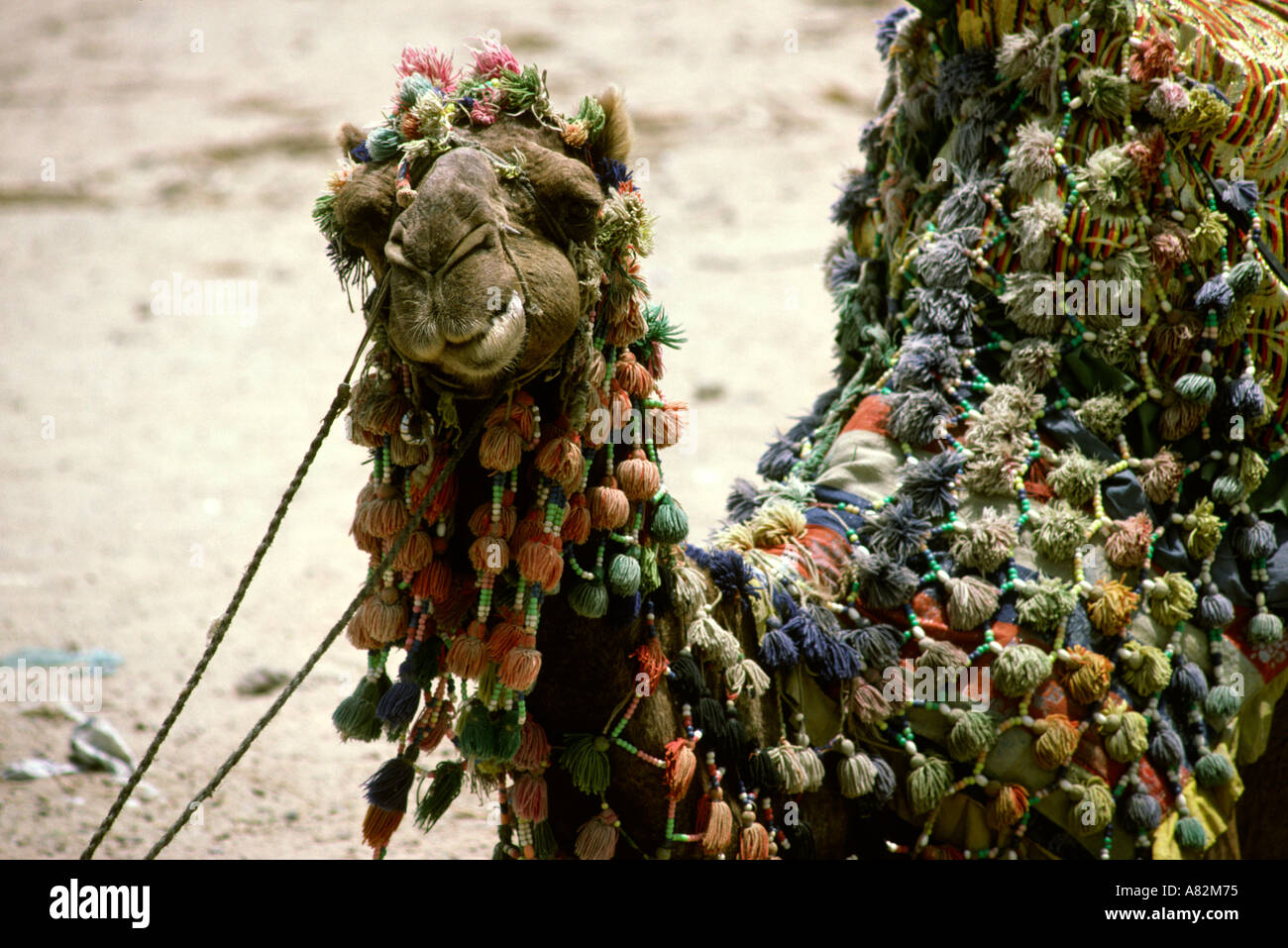 Decorated camels hi-res stock photography and images - Alamy