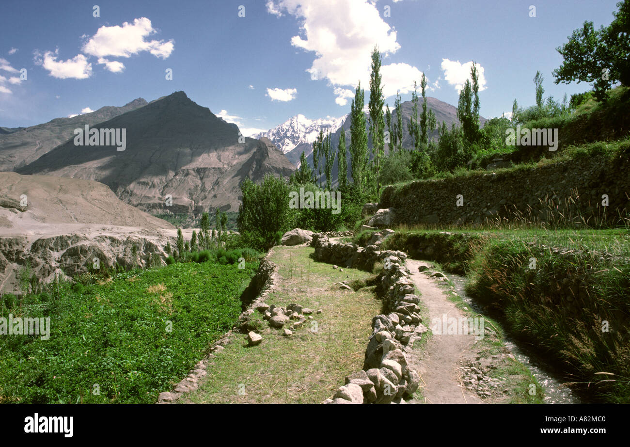 Pakistani agricultural field hi-res stock photography and images - Alamy