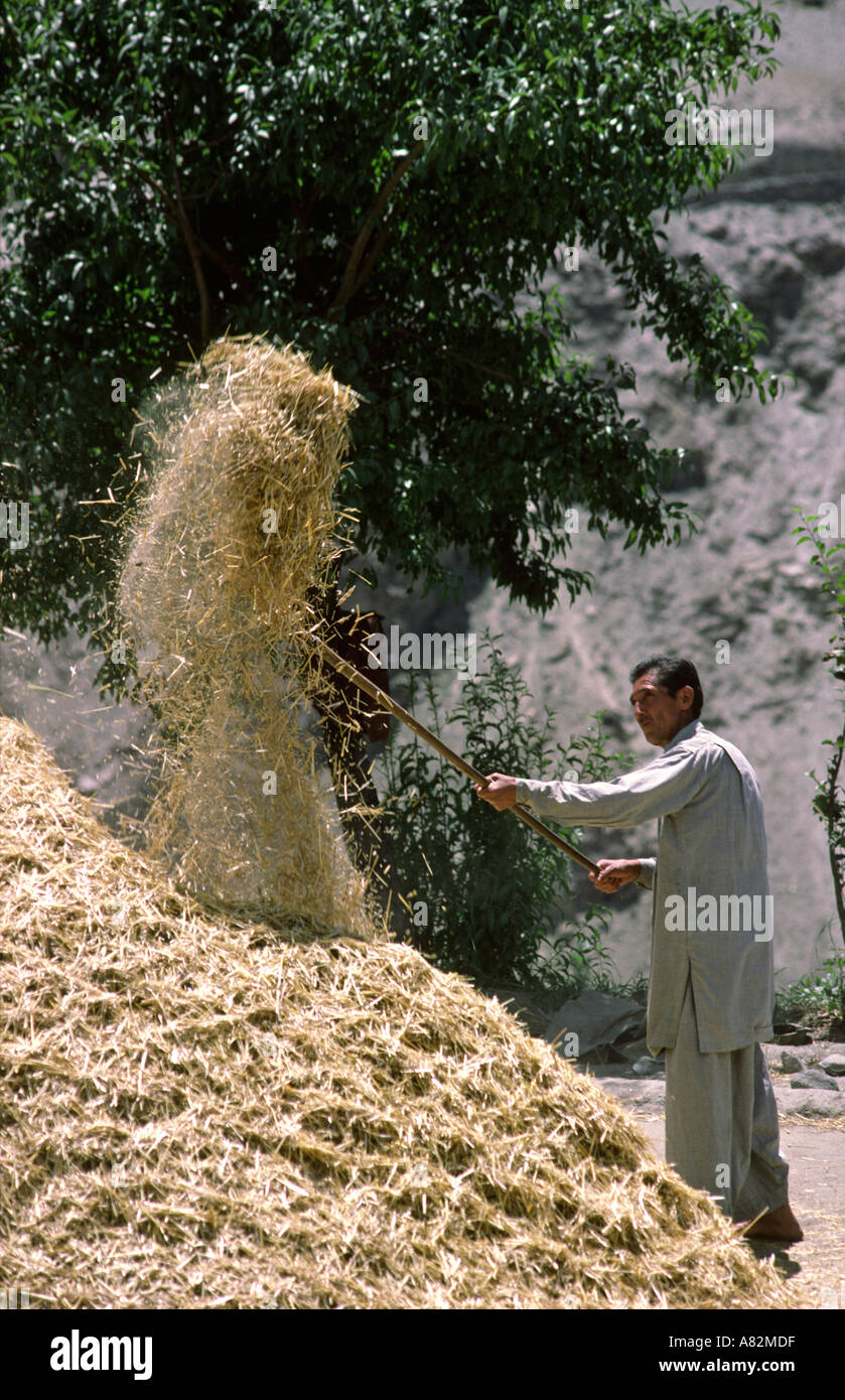 Pakistan Hunza Valley Karimabad Farmer threshing barley Stock Photo - Alamy