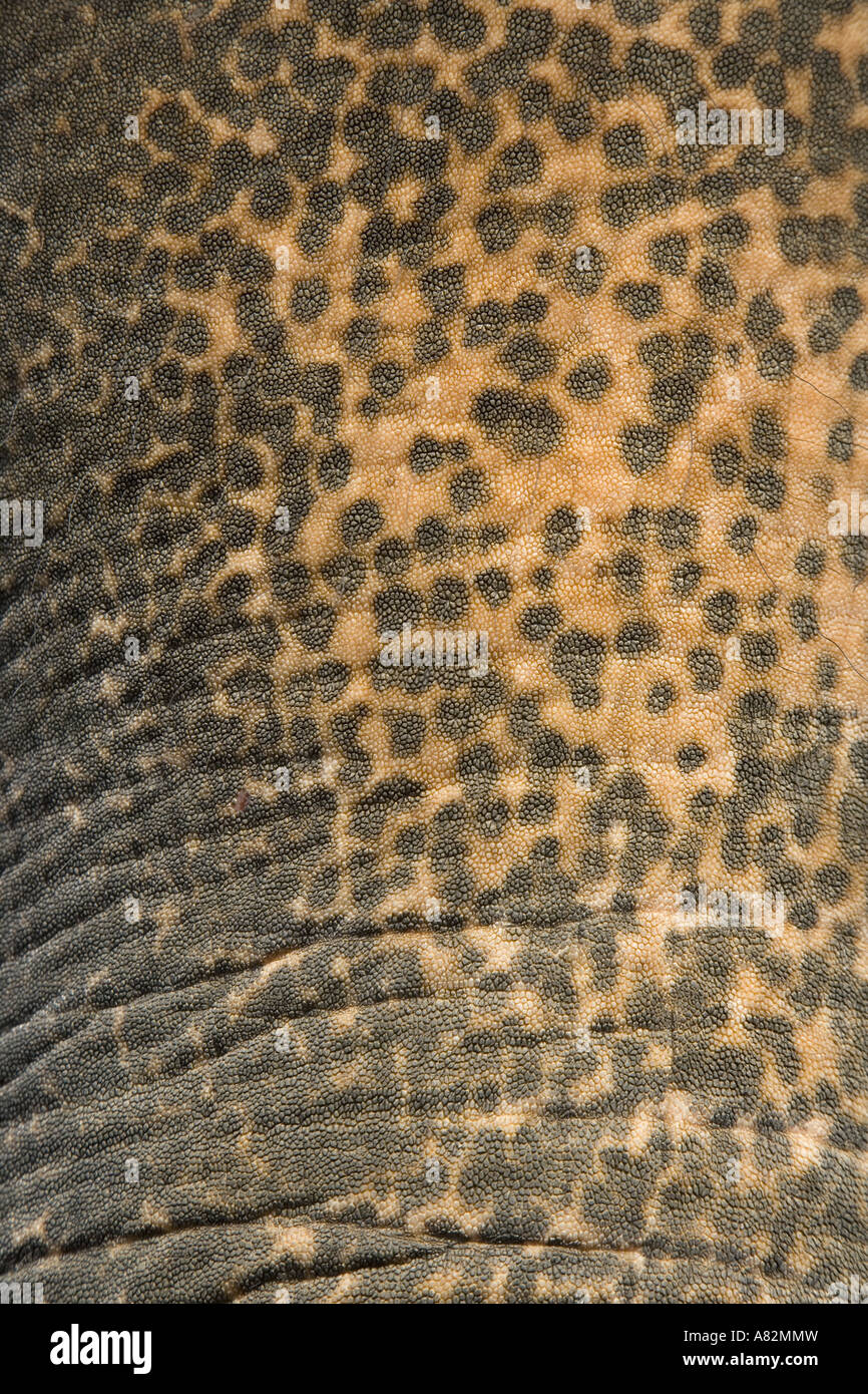 Asian Elephant Hide Stock Photo - Alamy