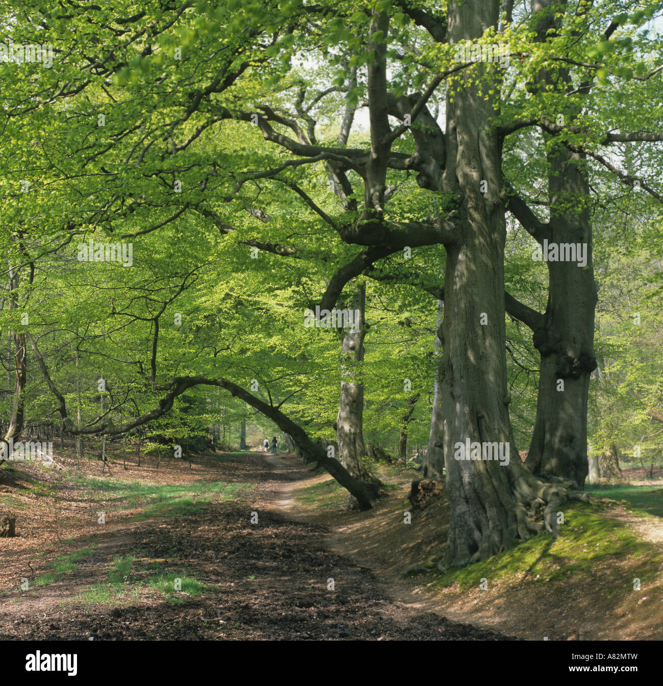 Trees with spring leaves hi-res stock photography and images - Alamy