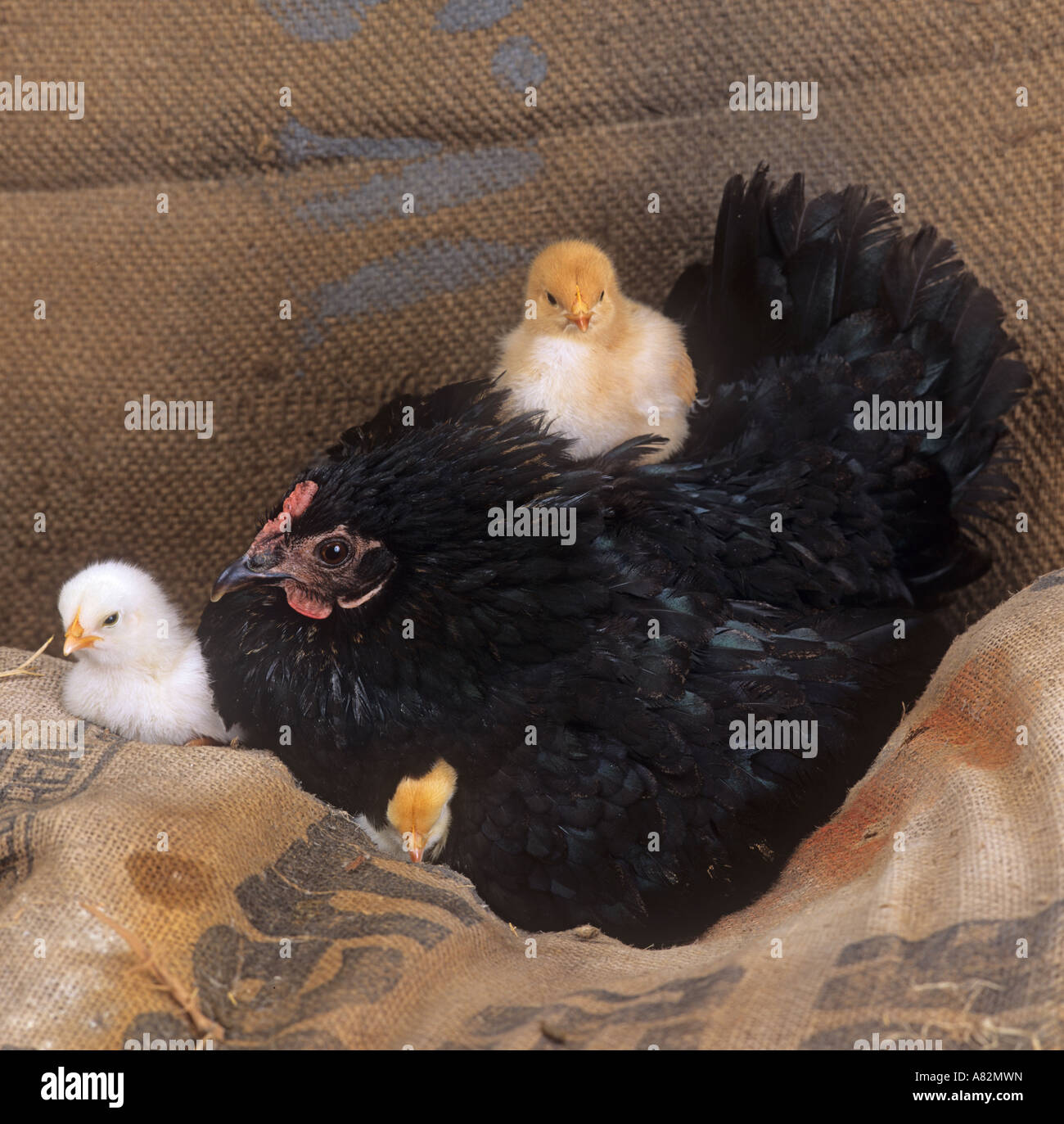 Black Hen & Chicks Stock Photo - Alamy
