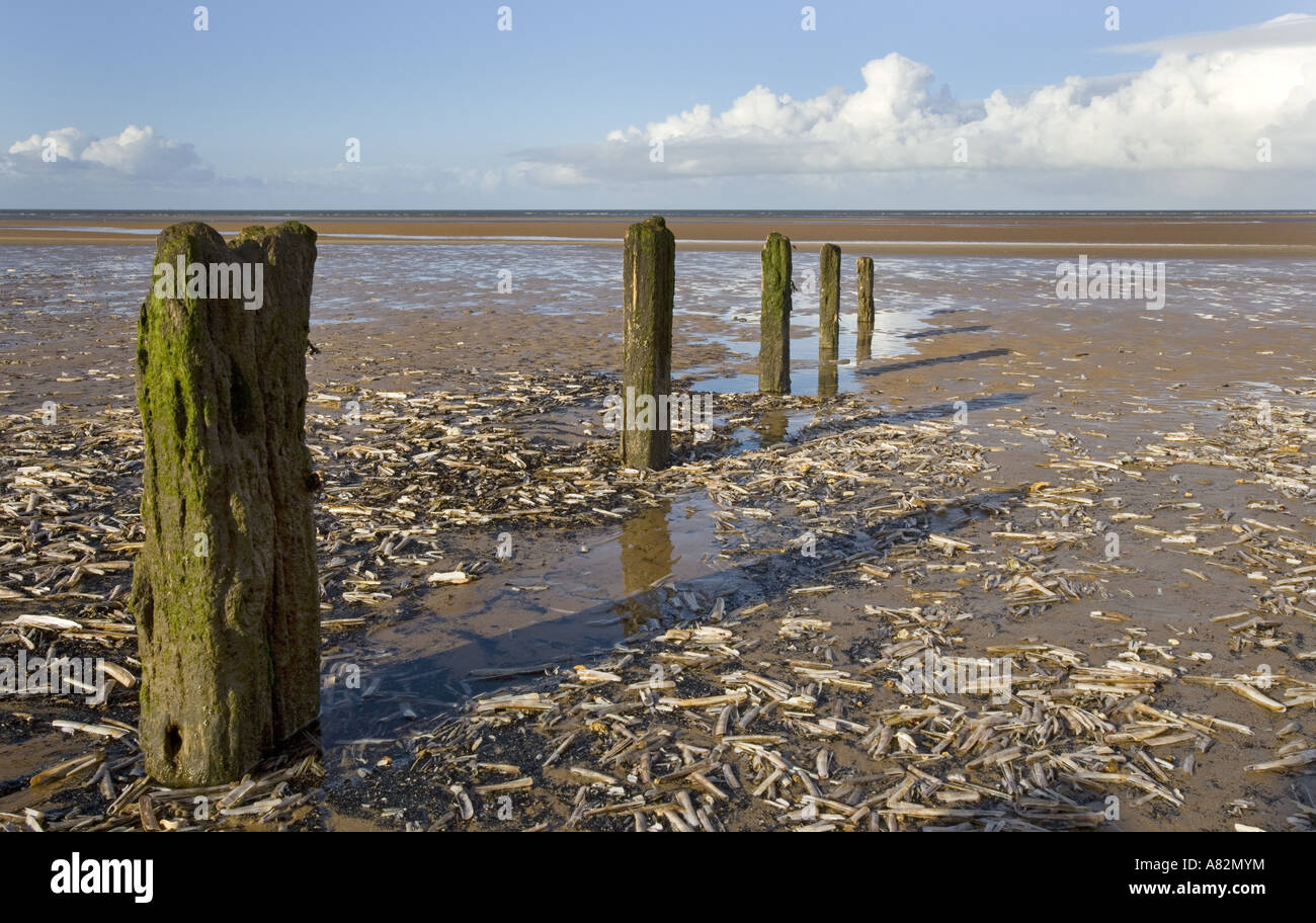 Razor shells Titchwell beach North Norfolk Winter Stock Photo - Alamy