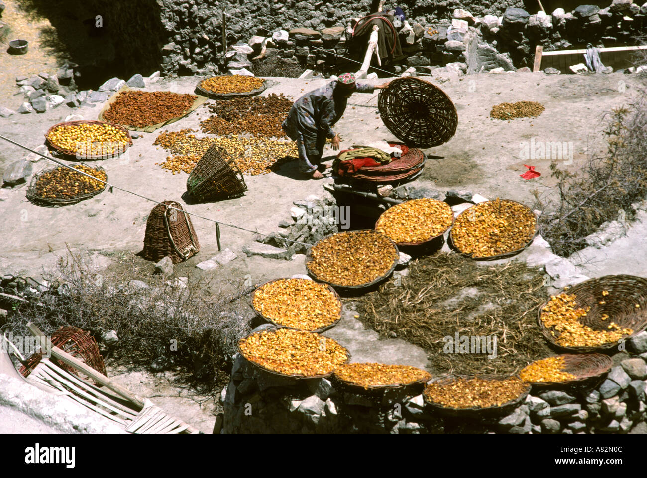 Hunza apricots pakistan hi-res stock photography and images - Alamy