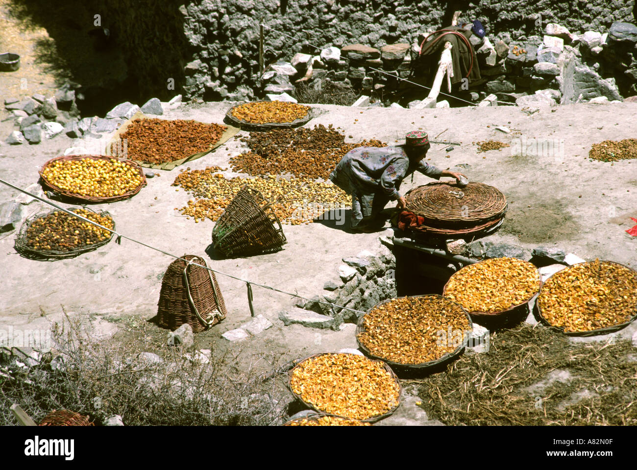 Hunza apricots pakistan hi-res stock photography and images - Alamy