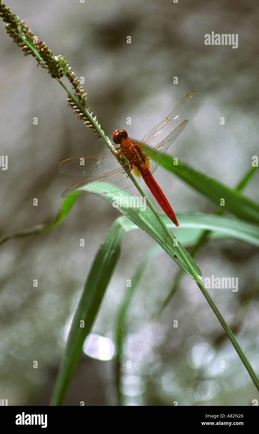Himalaya insects hi-res stock photography and images - Alamy