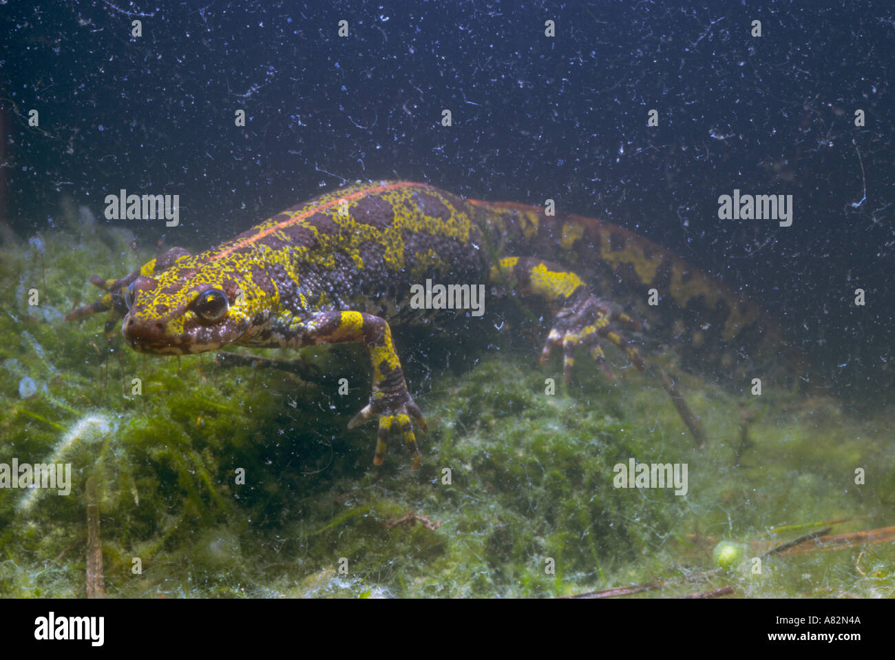 Female Marbled Newt Triturus marmoratus underwater Stock Photo - Alamy