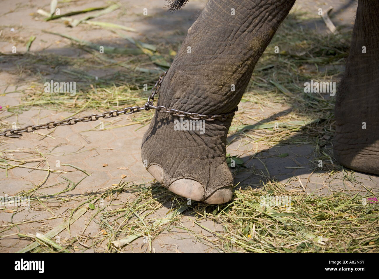 Chained Elephant Thailand Stock Photo - Alamy