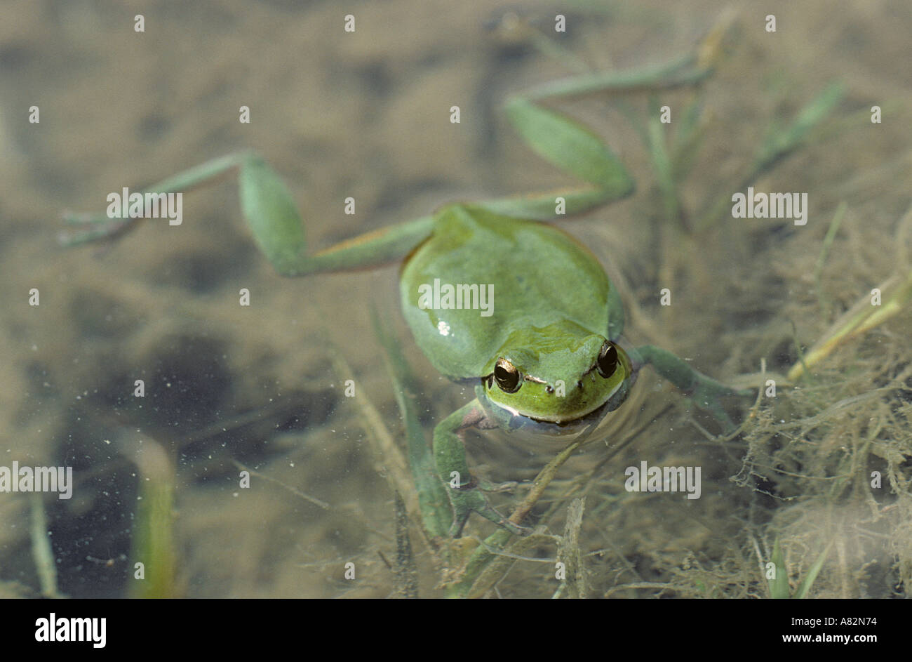 Male Stripeless Tree Frog Hyla meridionalis swimming Stock Photo - Alamy