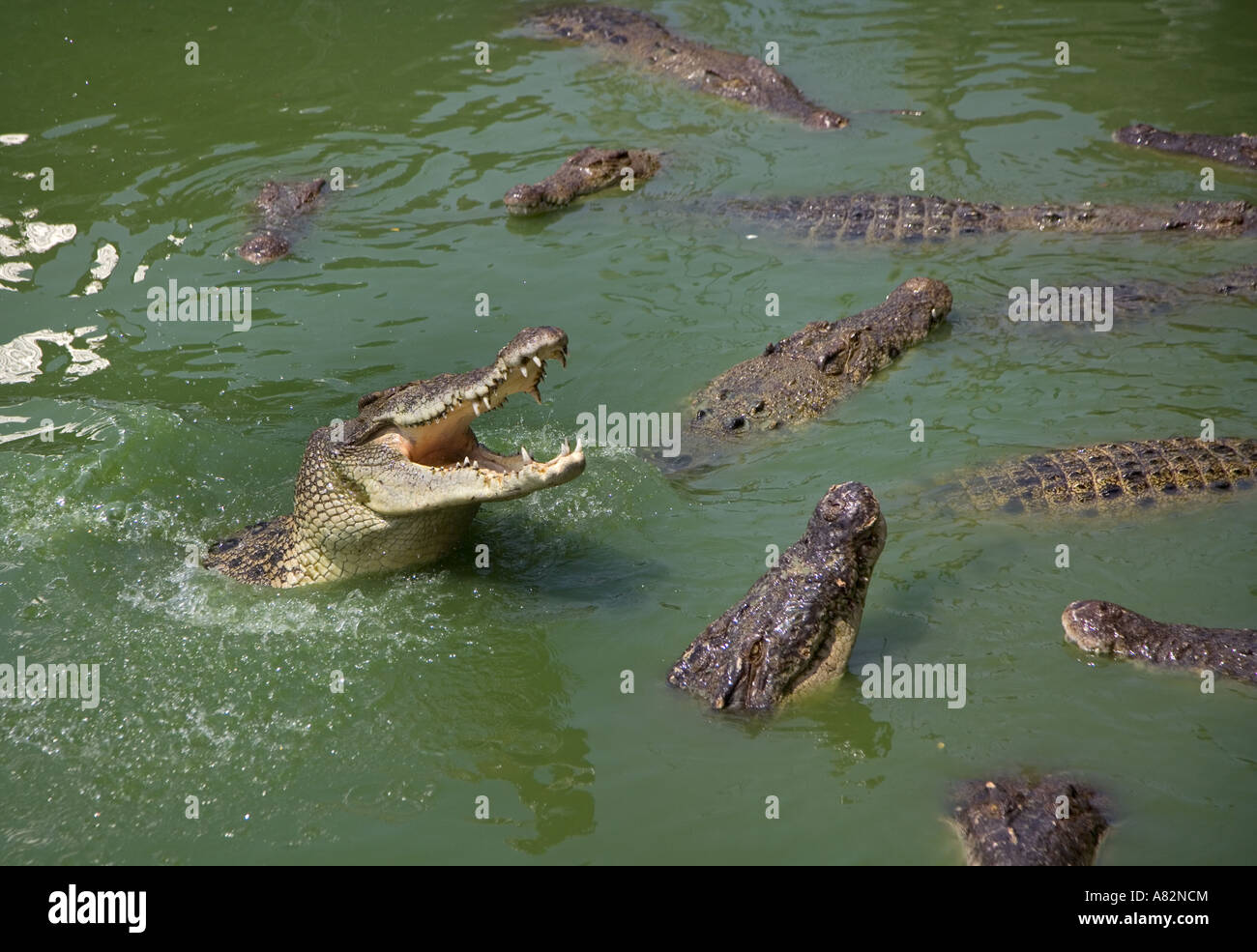 Siamese crocodile Crocodylus siamensis Stock Photo - Alamy